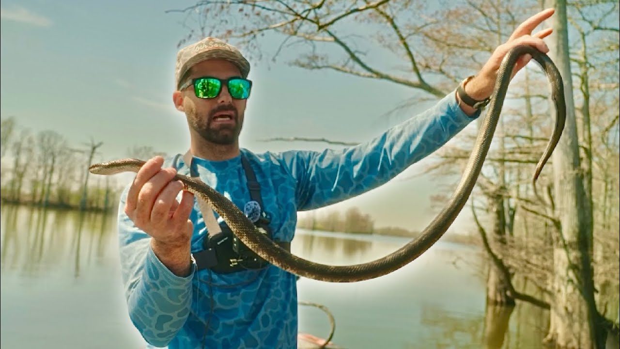 First catch is a black rat snake that bites man's hand