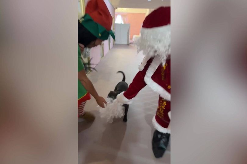 Staffie rips Santa's beard off during Christmas event leading to 10 ...
