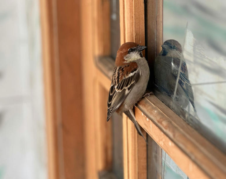 Pourquoi coller des films ou autocollants sur vos fenêtres peut ...