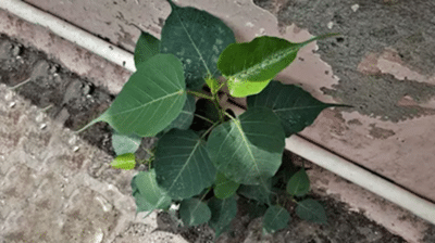 Peepal: A peepal tree growing on the roof or wall gives inauspicious ...