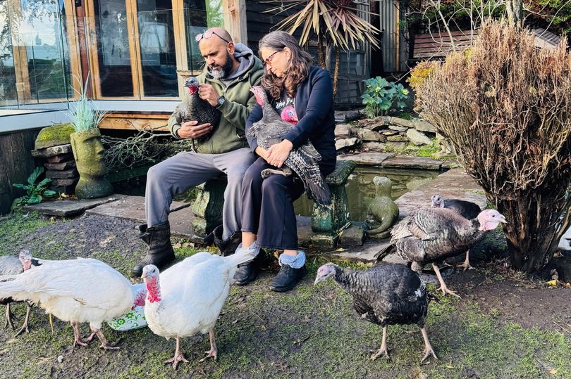 Meet the turkeys rescued from Christmas plates who love to be cuddled ...