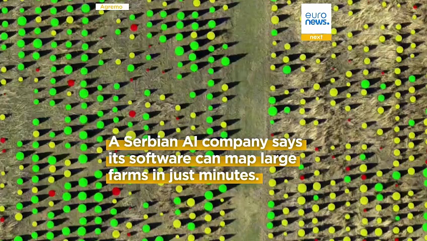 Why Christmas tree farms are turning to drones and AI this year