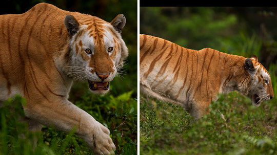 This is where you might spot India’s rare golden tiger!