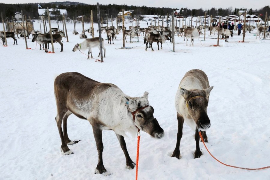 Φινλανδία: Πώς ο πόλεμος στην Ουκρανία σκοτώνει τους ταράνδους του ...