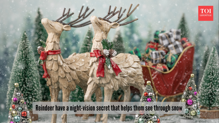 It’s not just Rudolph’s nose; reindeer have a night-vision secret that ...