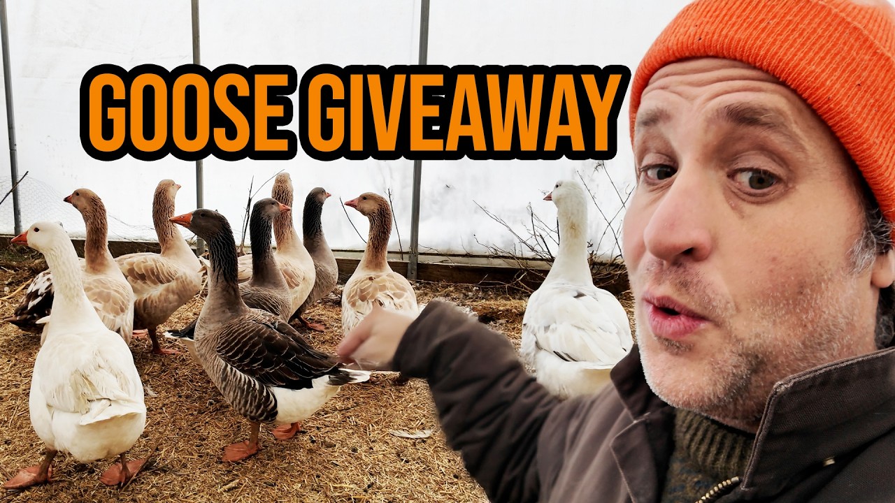 The real reason Gold Shaw Farm said goodbye to geese