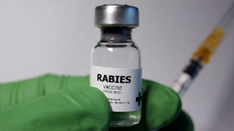 Fake rabies vaccine being sold in India? Australia raises public health ...