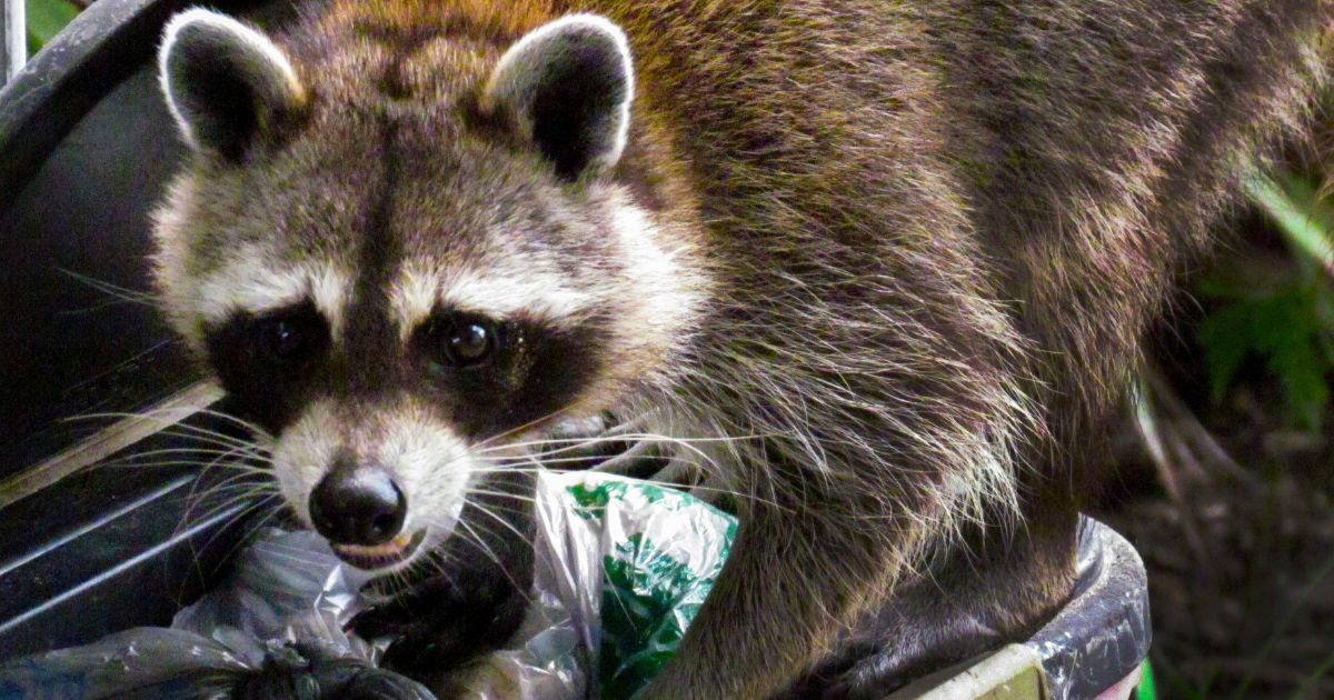 Notorious raccoon that raided liquor store makes headlines again - it ...
