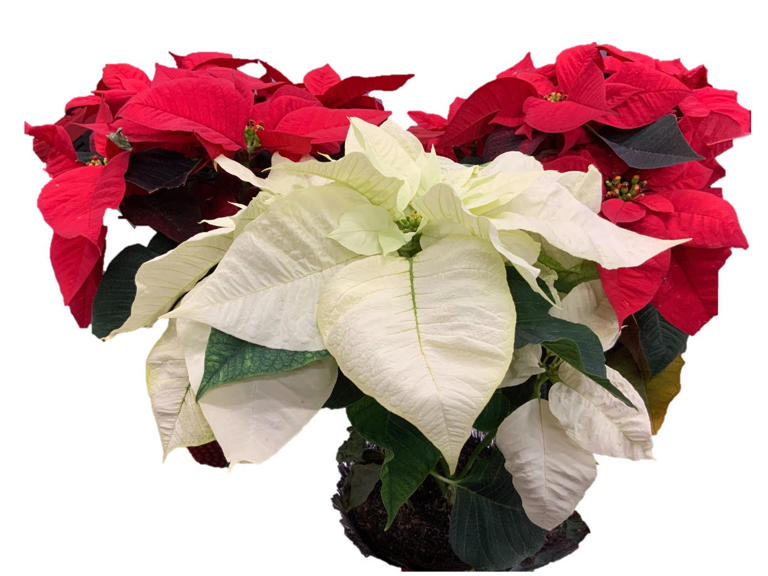 A duo of festive Christmas flowers | Red Bluff Garden Club