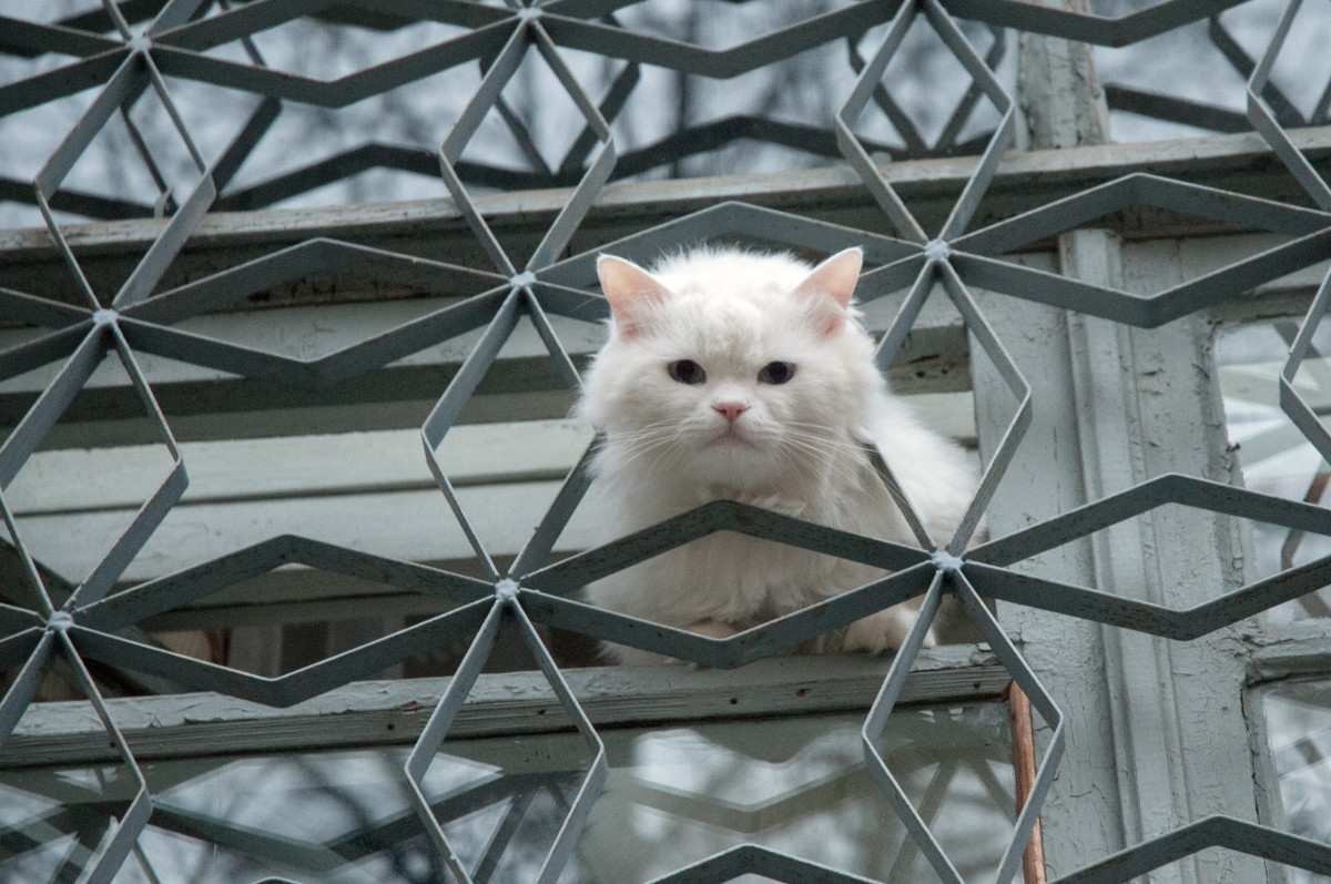 Kitty turns into true scaredy cat after seeing birds outside for the ...