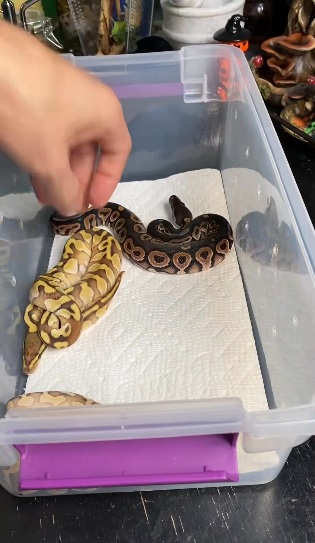 Determining whether these baby snakes are male or female!