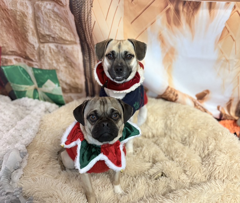 Holiday photo project brings warmth and visibility to dogs at West LA ...