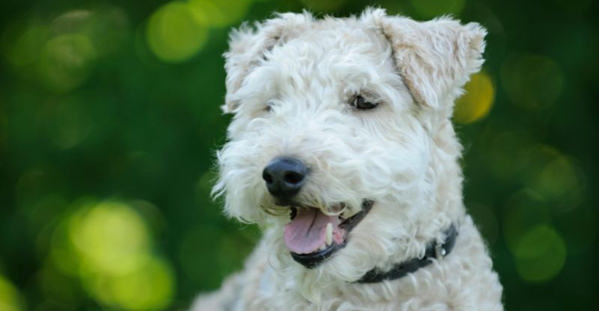 Need a dog that won't bulldoze your furniture? These 10 smaller breeds ...