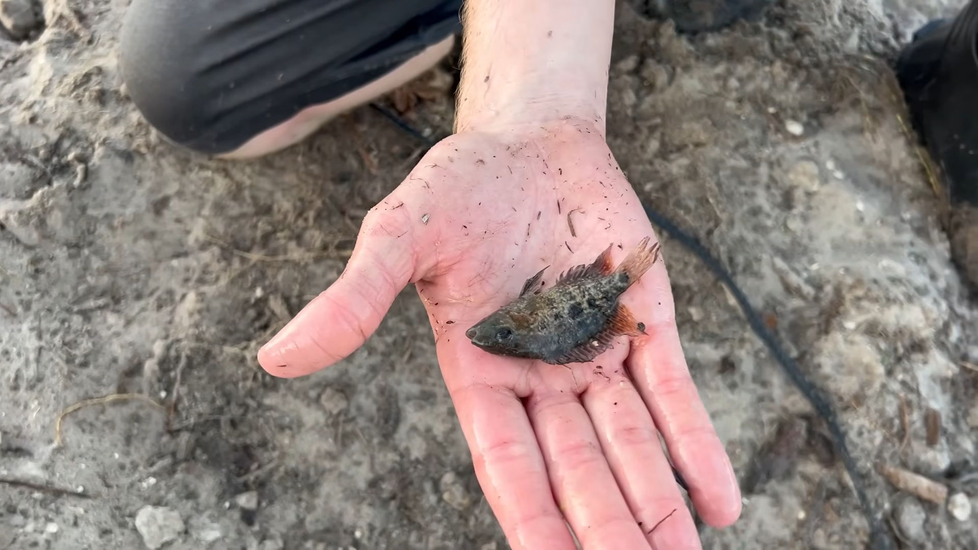 Saving stranded aquarium fish from a destroyed spillway