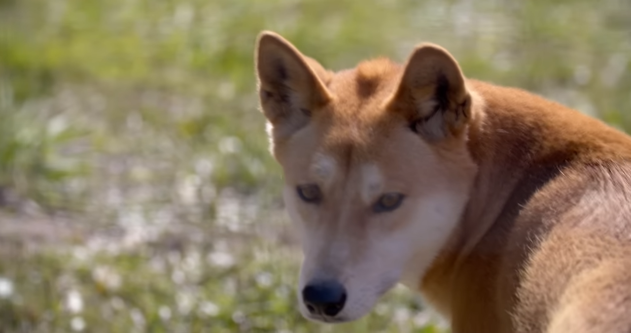 The apex predator that rules Australia without being native