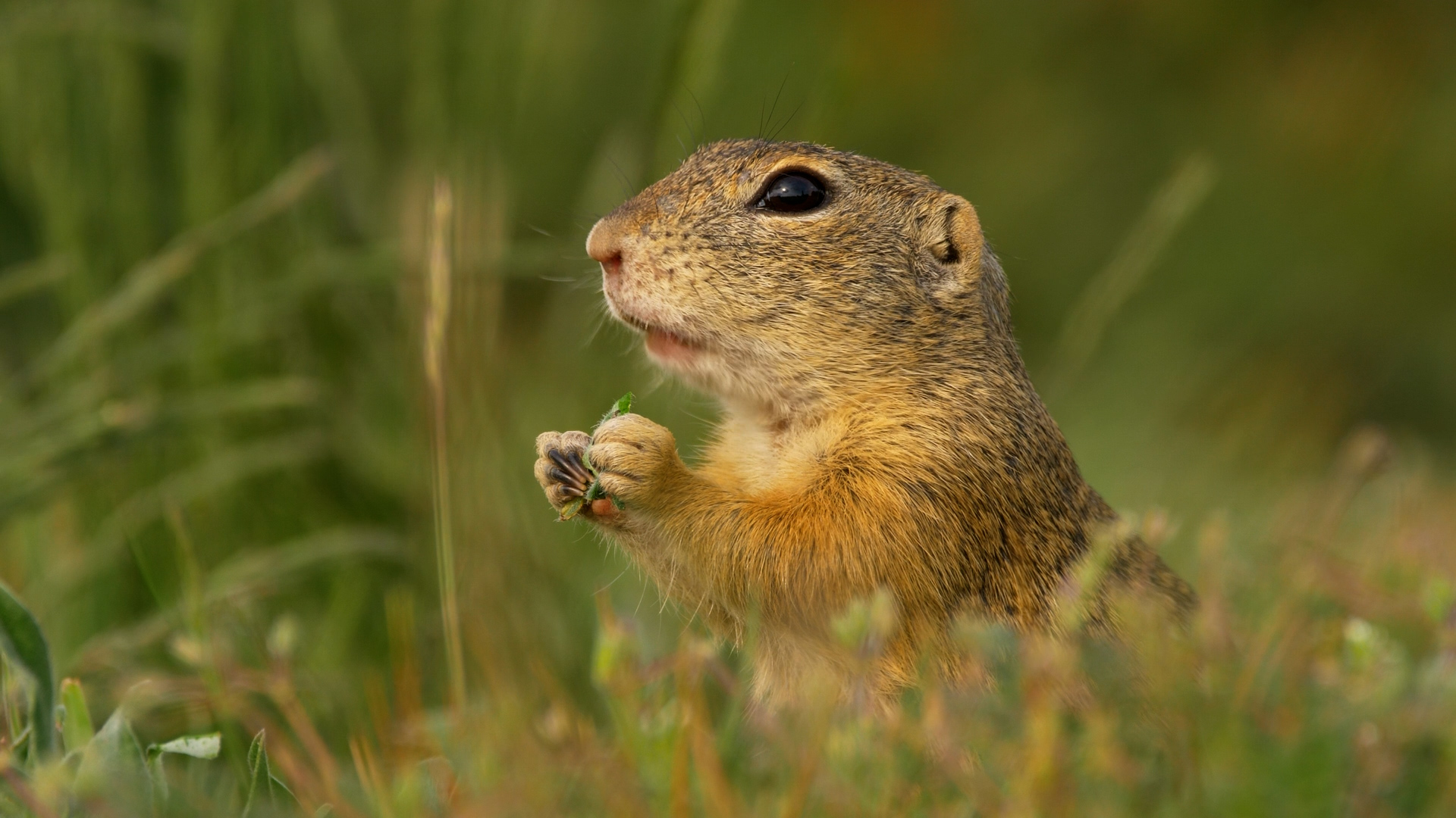 Observé una ardilla terrestre alimentándose
