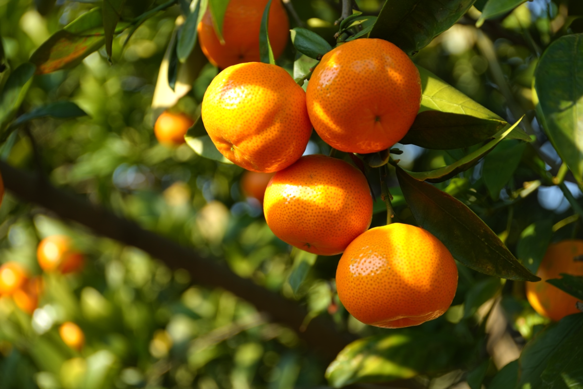 Mandarine et clémentine : quelles différences et quels bienfaits pour l ...