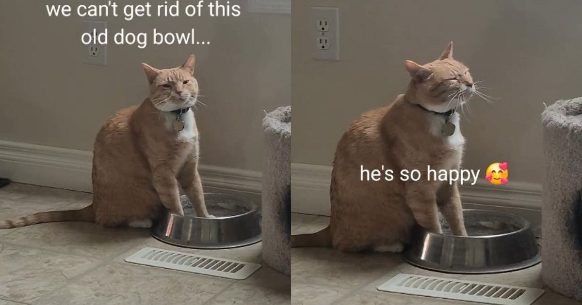 Video: Cat won't let go of old dog bowl because of this