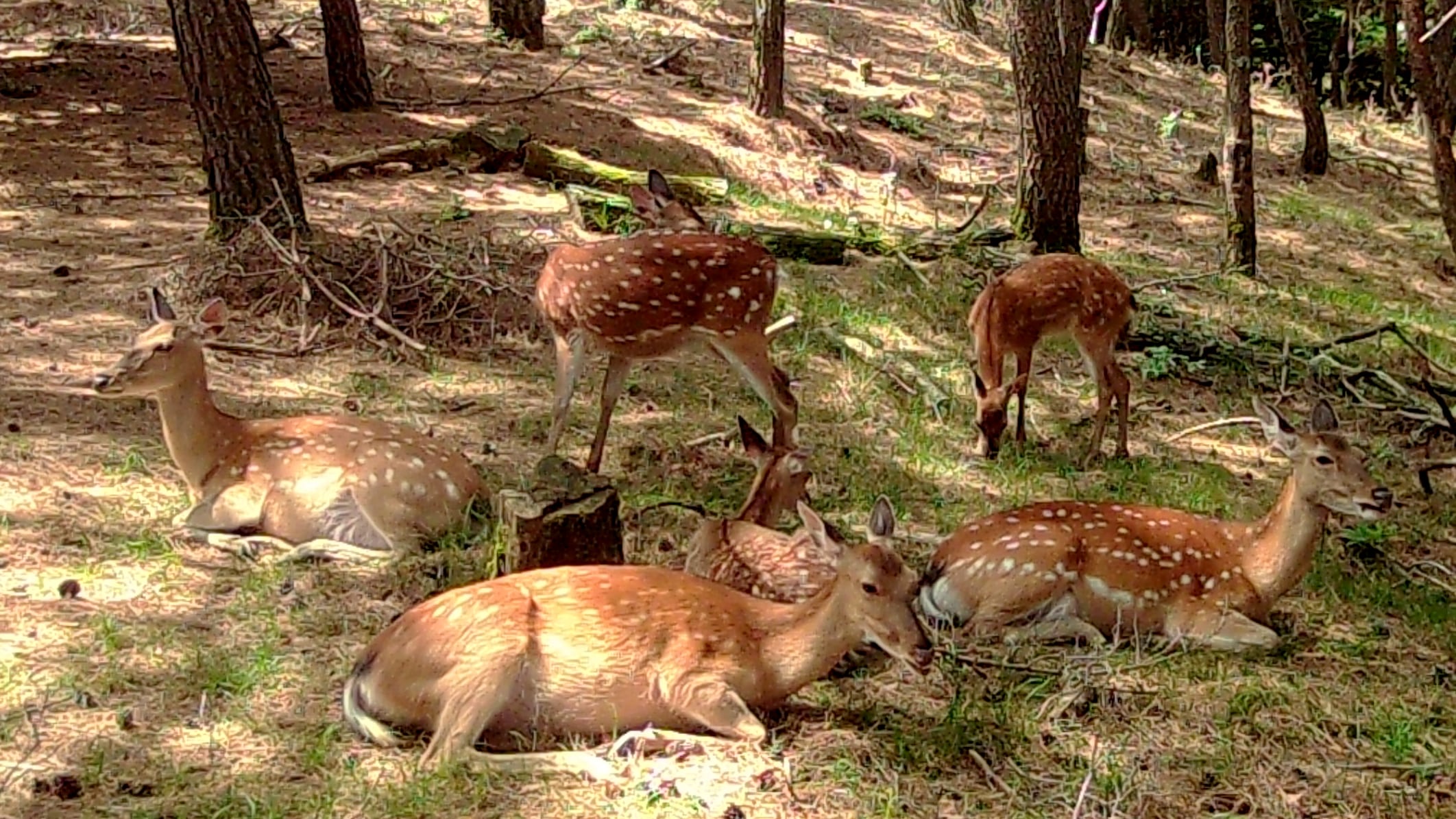 Sika deer designated harmful as ecosystems suffer