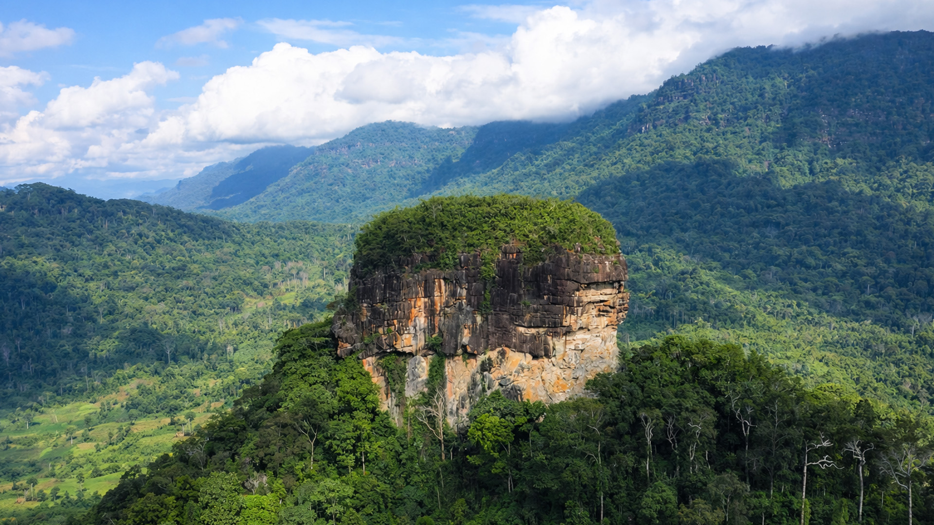 ¿Qué se alza solo en esta selva?