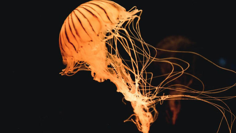 Why peeing on a jellyfish sting is not the smart move