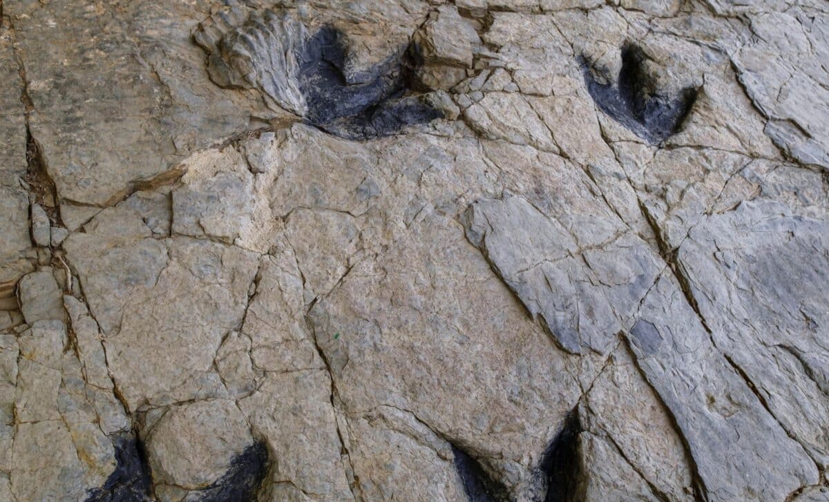 16-foot dinosaur found in China? Scientists discover massive fossilized ...