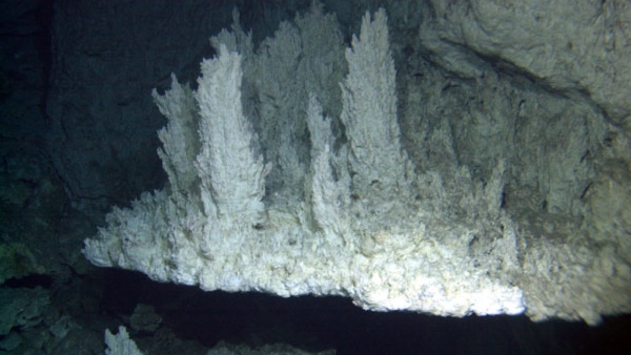 Deepest Arctic vent ever found is packed with life, scientists say