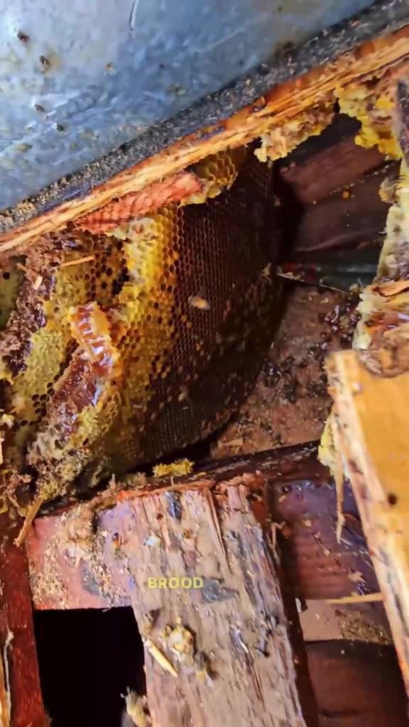 Massive beehive hidden in this roof—see the removal up close