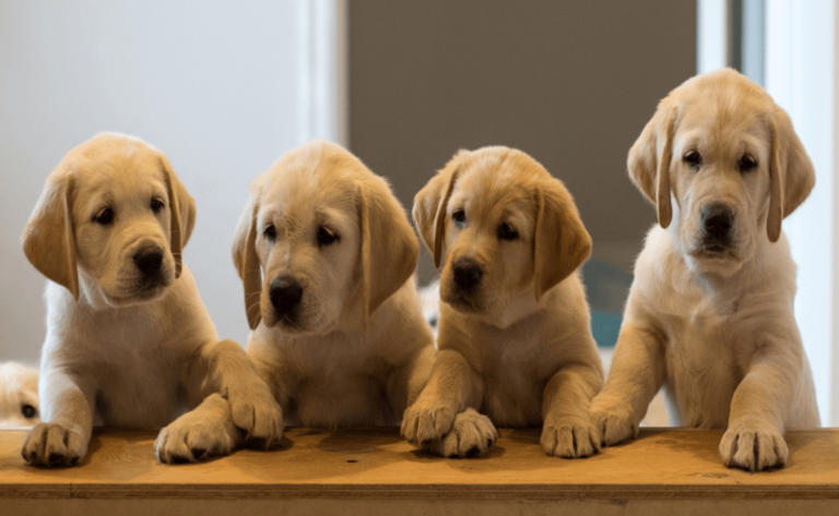 These dog breeds are known for living the longest, according to experts