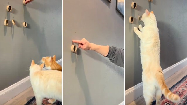 Woman demonstrates brilliant trick using old toilet paper tubes: 'This ...