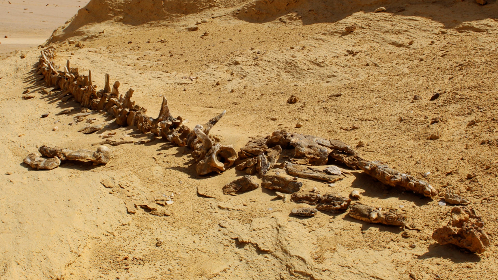 Whales in the desert: The fossils that proved whale evolution