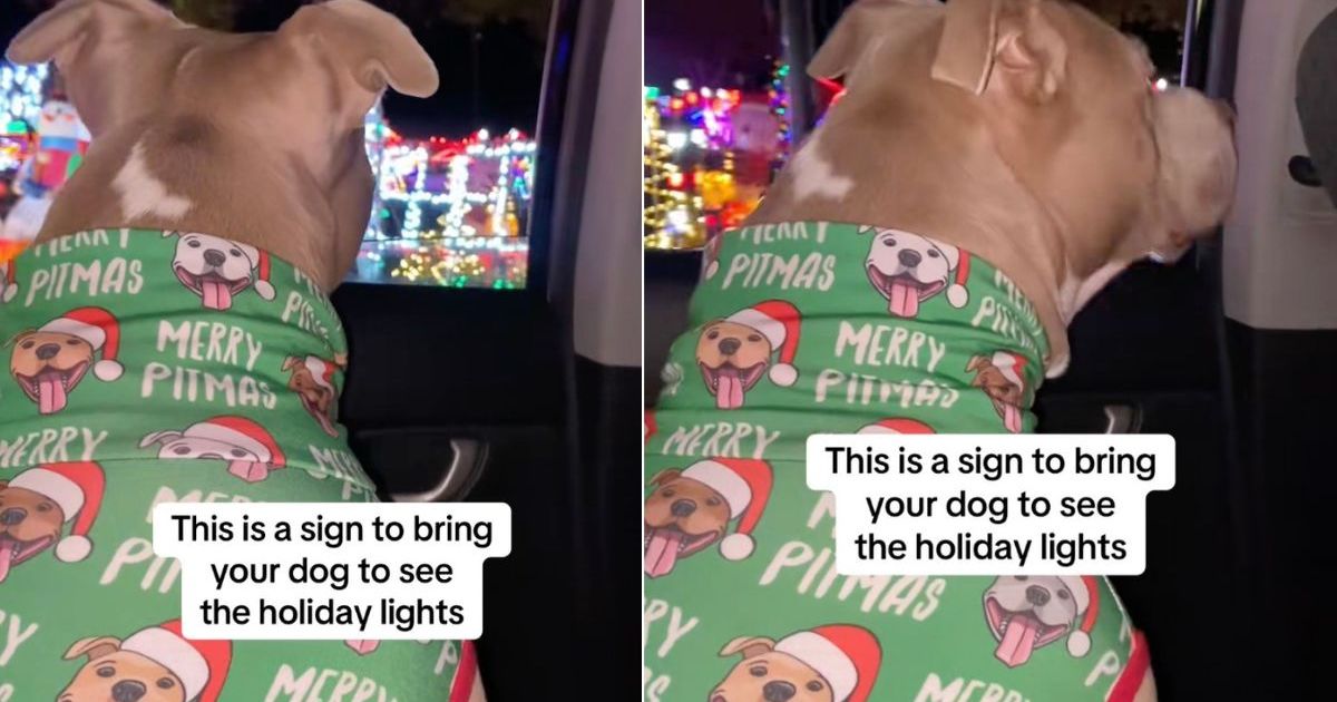 Video: Pit bull soaks in holiday lights on car ride