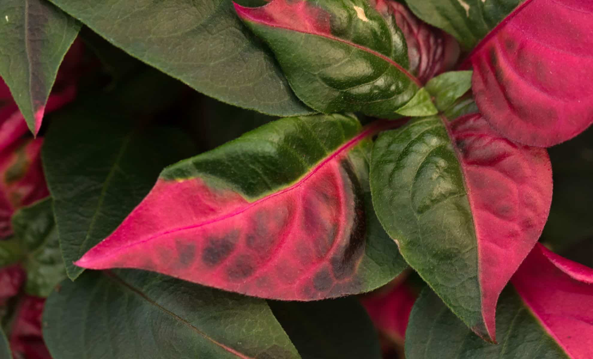 This Brazilian plant could be the key to arthritis relief, scientists say