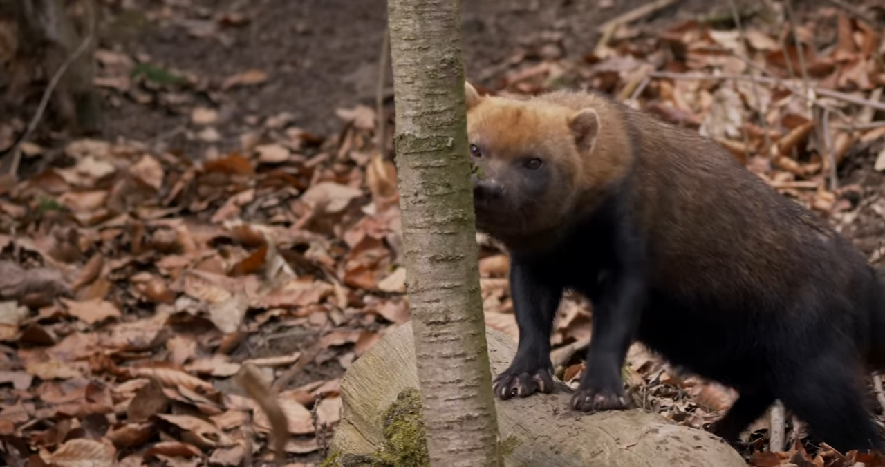 The bush dog is so rare they thought it was extinct