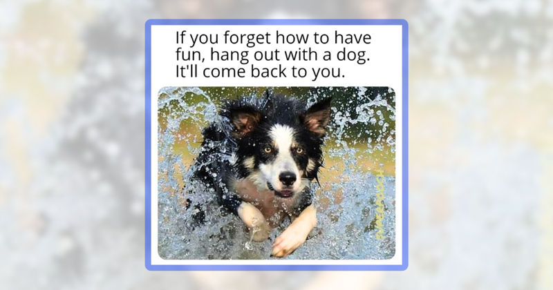 26 floofy dog funnies for fun loving pawrents with fluffy doggo friends