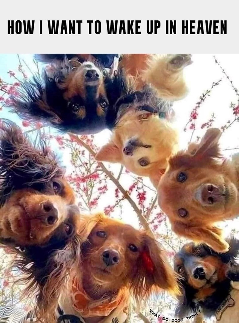 26 floofy dog funnies for fun loving pawrents with fluffy doggo friends