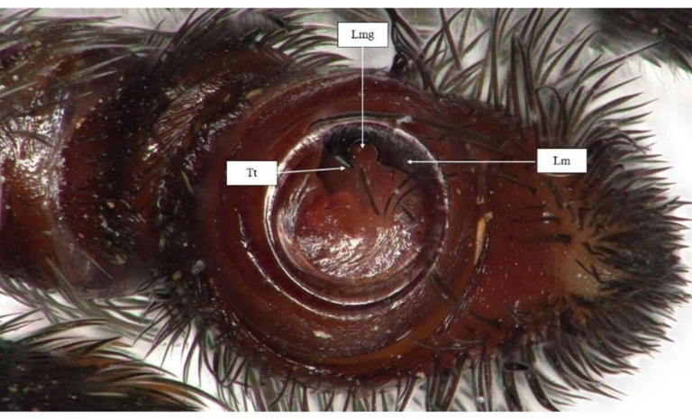 A glimmer of red in Morocco’s wildlands revealed a spider that changes ...
