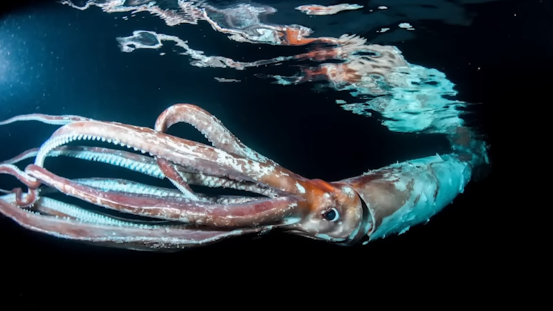 Why this 1997 ocean sound left scientists terrified and confused