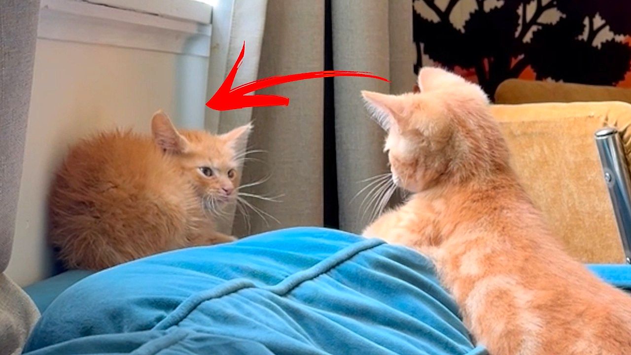 Like siblings: a kitten reacts like a little sister when she meets her ...