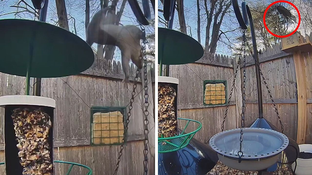 Daredevil squirrel vs 'squirrel-proof' bird feeder in US