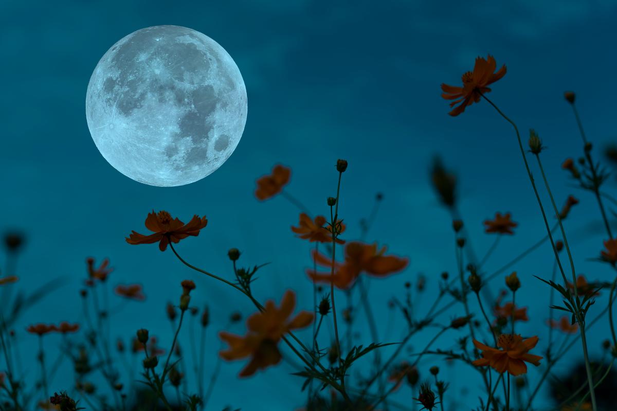 Vollmond im Mai 2026: Diese Besonderheit hat der «Blumenmond»