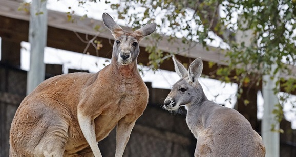 Red kangaroos debut at Cameron Park Zoo