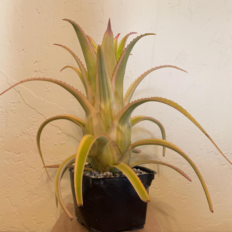 Tom Karwin, on gardening | The diversity of succulents