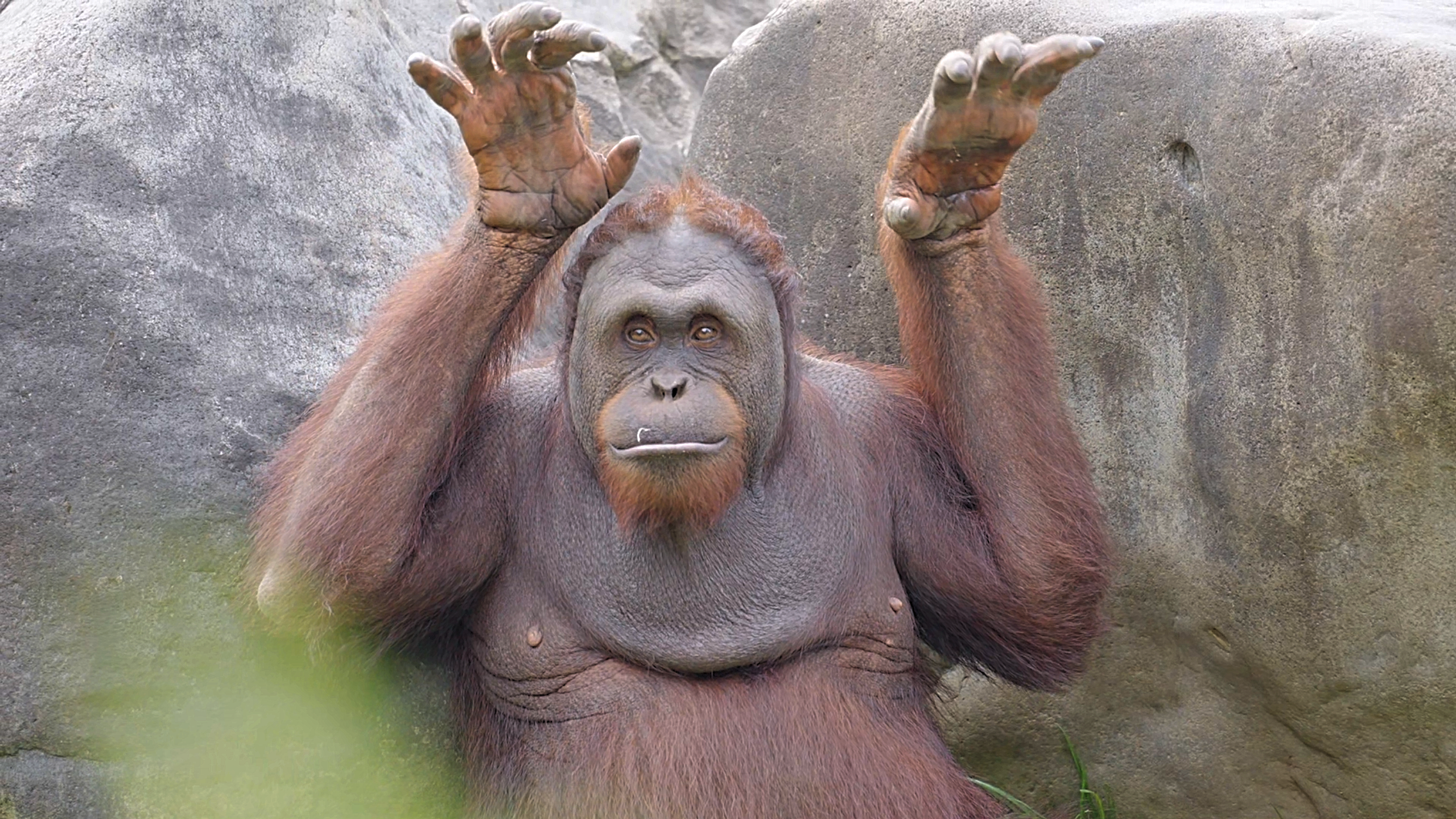 I captured a rare gorilla moment on camera