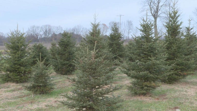 Local Christmas tree farms work year-round to bring joy to homes