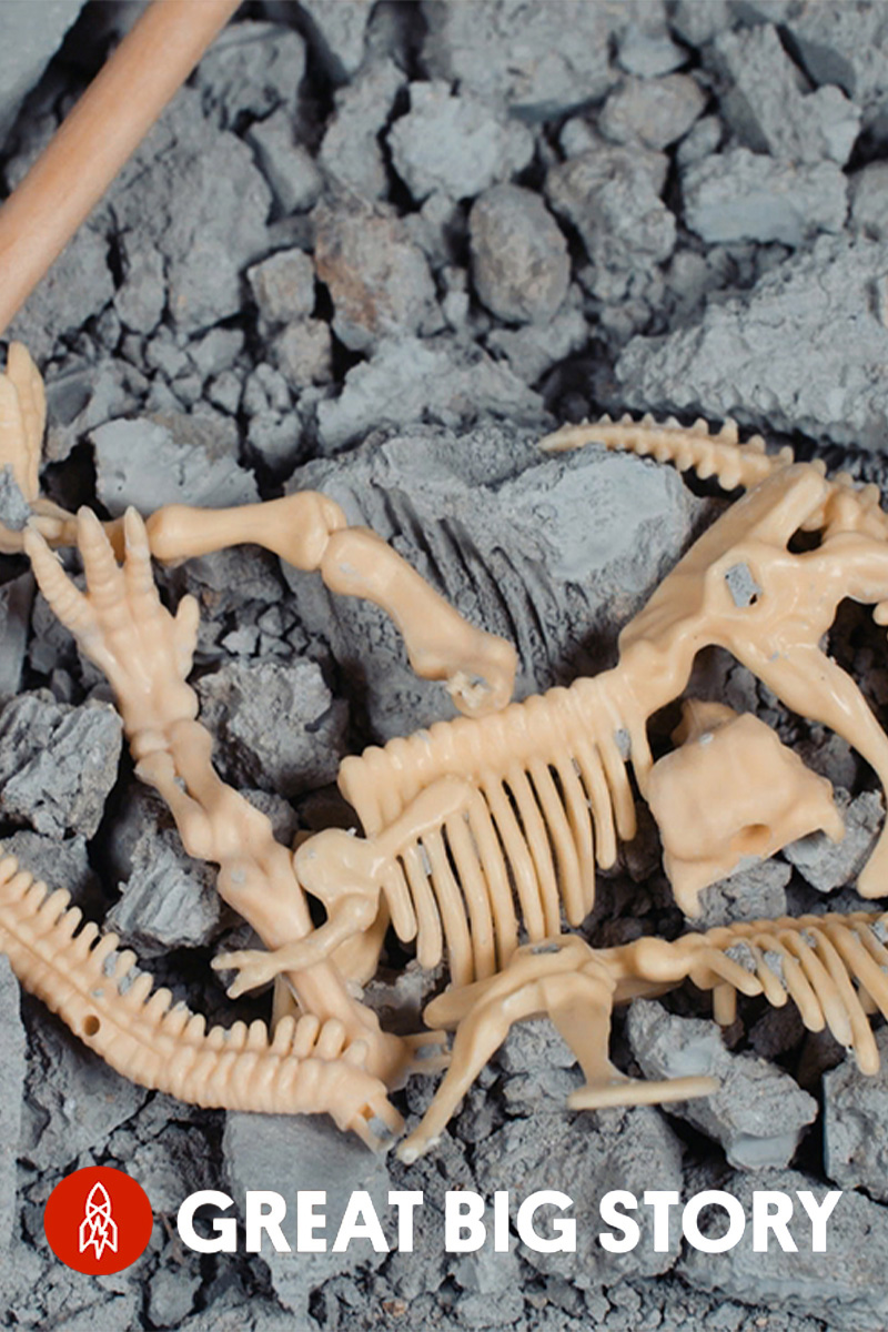 Mary Anning, the real story behind 'Sally sells seashells'