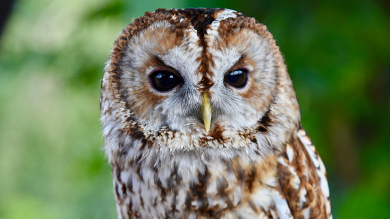 How to easily attract owls to your yard (and why you'd want to)
