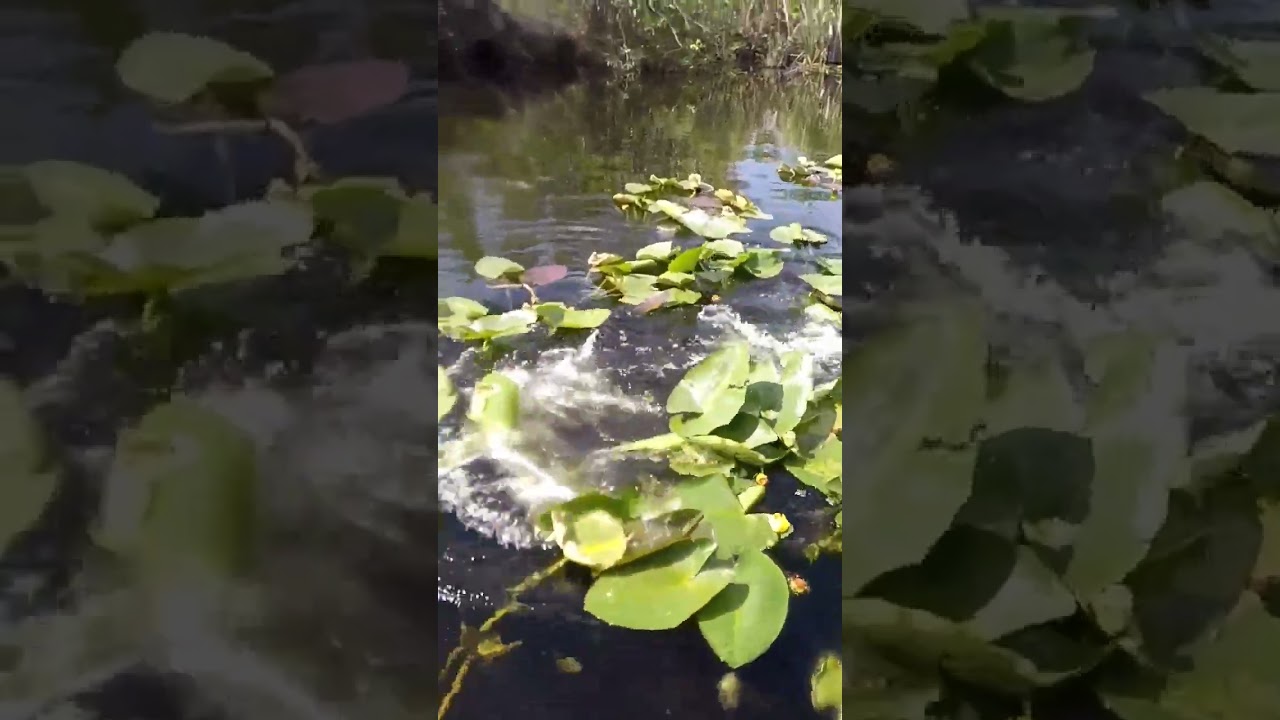 Big alligator steals fish