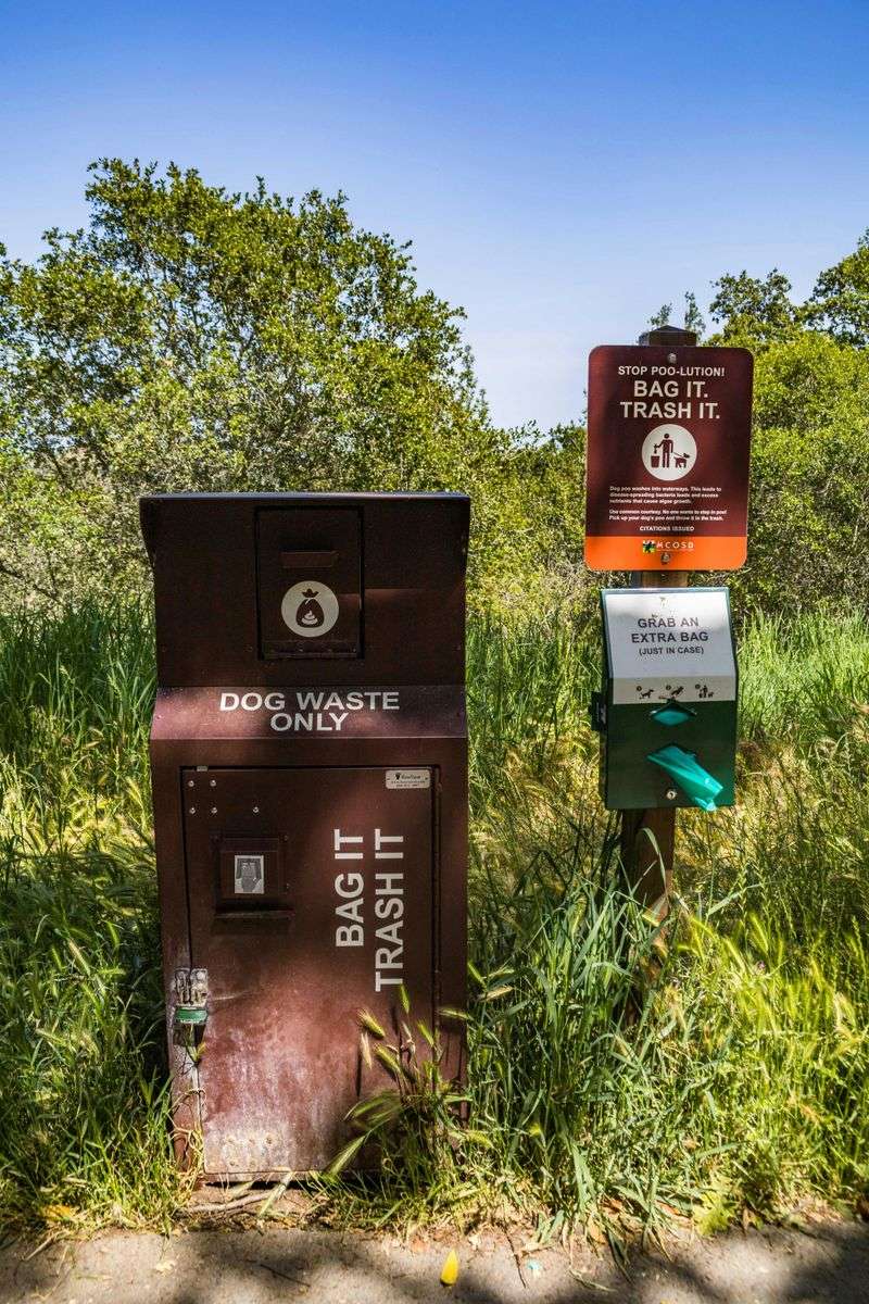 7 essential tips for walking your dog in local parks
