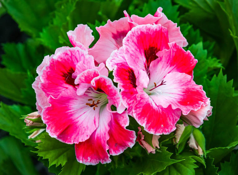 I own dozens of houseplants but this flowering plant brings me the most ...